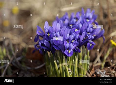 Iris Reticulata Blue Iris Reticulata Flower Bush Spring Mini Irises