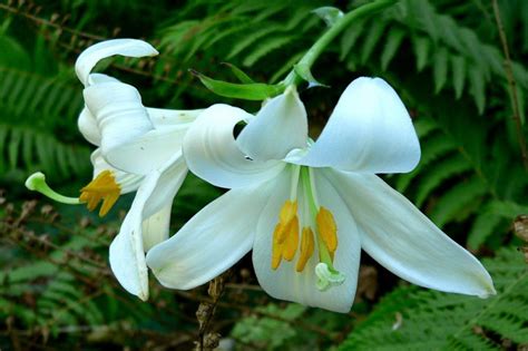 Lilje Philippinense Lily Lilium