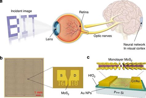 Ai Breakthrough Synaptic Device Array Achieves Human Like Visual Processing
