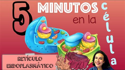 El Retículo Endoplasmático 5 Minutos En La Célula Bio[eso]sfera