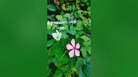 অসাধারণ ওয়াজ বাংলা স্ট্যাটাস ভিডিও বাংলা স্ট্যাটাস ভাইরাল দামী