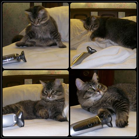 Cat Vs Razor By Dancerher On Deviantart