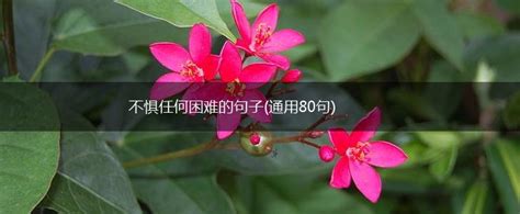 不惧任何困难的句子通用80句