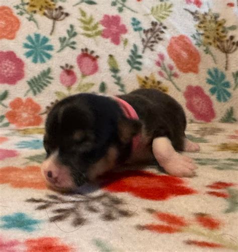 Lightning Jp Corgi Ranch