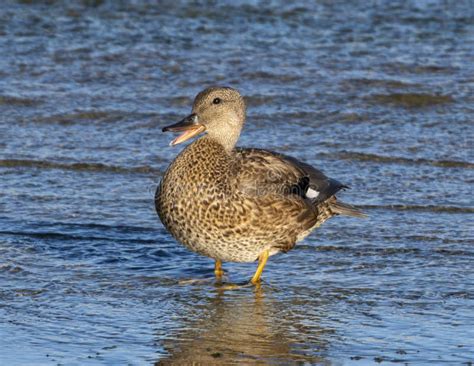 Pato Adorable De Gadwall Hembra Parado En Aguas Poco Profundas Debajo