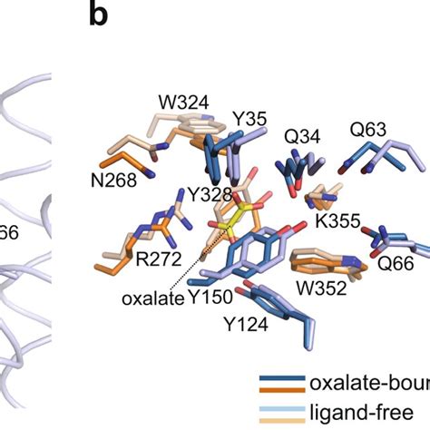 Oxalate Bound Occluded Oxlt Structure A Close Up Of The Binding Site In Download Scientific