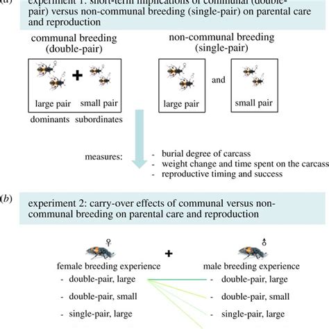 Schematic Overview Of The Experimental Set Up A Experiment 1 Download Scientific Diagram
