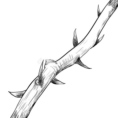 Hand Drawing Of Thorn Vector Illustration Hand Drawing Of Thorn Black And Whit Sponsored