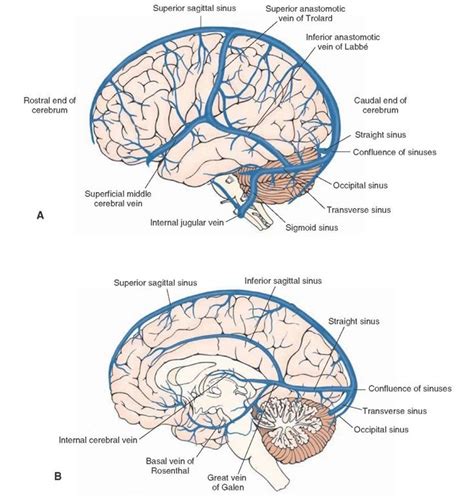 Section Transverse Sigmoid Sinus