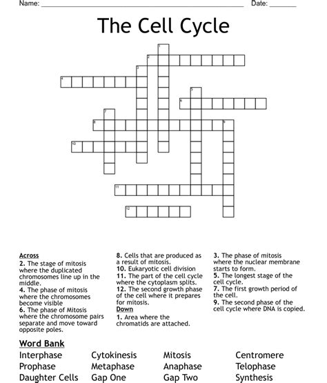The Cell Cycle Crossword WordMint