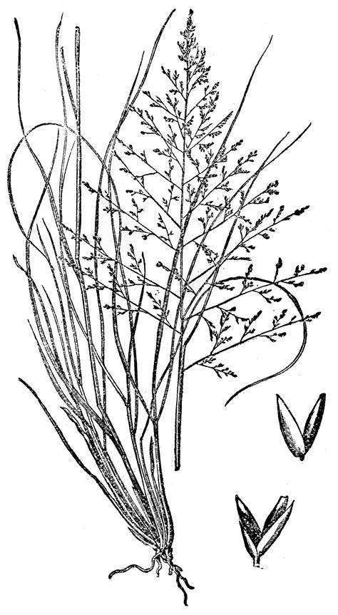 Salt Grass Clipart Etc