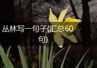 丛林写一句子 汇总60句
