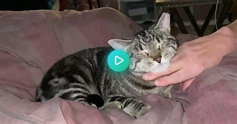 Feral Cat Album On Imgur