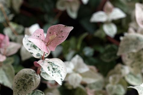 ハツユキカズラ初雪カズラの育て方｜挿し木での増やし方や剪定は？ Horti 〜ホルティ〜 By Greensnap