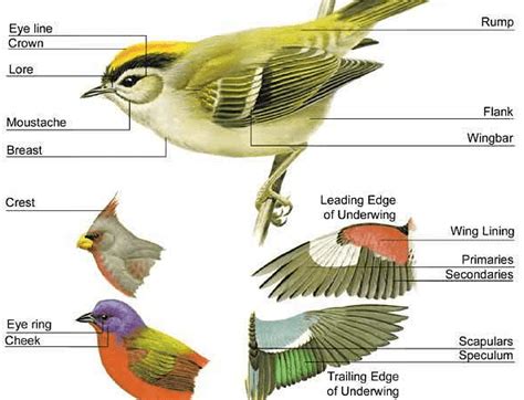 Class Aves Examples