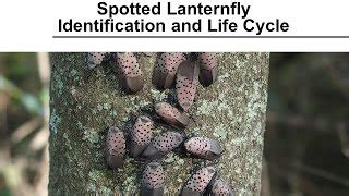 What Does Lantern Fly Larvae Look Like
