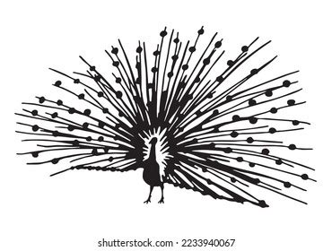 Silhouette Peacock Feather Vector Icon Design Stock Vector Royalty