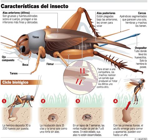 Beneficios Para Cuerpo Y Mente Todo Sobre Los Grillos Bienestar Cósmico