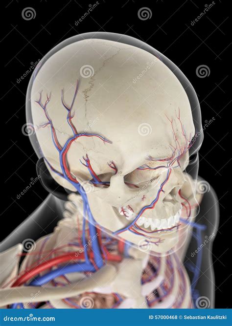 The Veins And Arteries Of The Head Stock Illustration Illustration Of