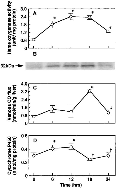 Time History Of The Heme Oxygenase Ho Activity The Protein