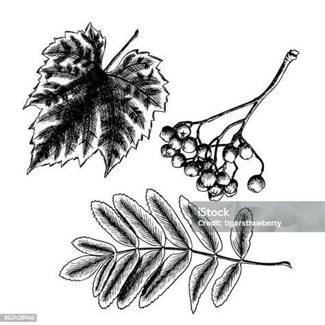 손 그리기 잉크 소박한 상세 하 고 정확한 그림 포도 잎의 로 웬 또는 Rowanberry입니다 흡수 하다 발표 화산재 구 덩이입니다 벡터입니다 나무에 대한 스톡 벡터 아트