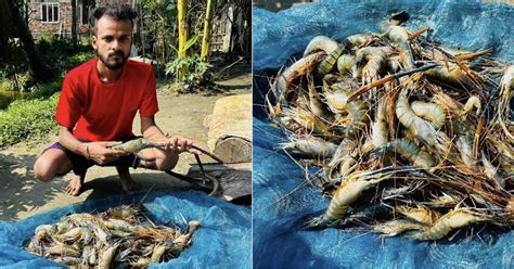 Revolutionizing Aquaculture In Assam The Rise Of Freshwater Prawn