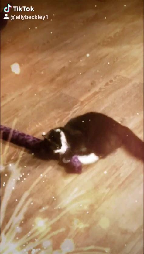 I Like My New Toy Tik Tok Version By Trixie The Cat