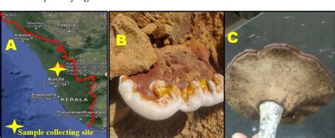Figure 1 From Comprehensive Analysis Of Bioactive Compounds In Wild Ganoderma Applanatum