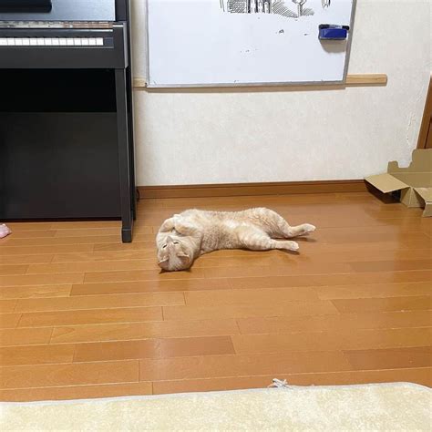 ひのき猫さんのインスタグラム写真 ひのき猫instagram「2匹並んで撮ったその後、オマメは立ち去り、、、 ひの姉さん、かわいいです
