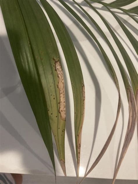Kentia Palm Brown Spots PALMS IN POTS PalmTalk