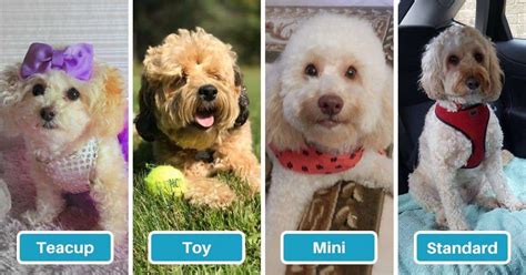 At What Age Is A Cockapoo Fully Grown