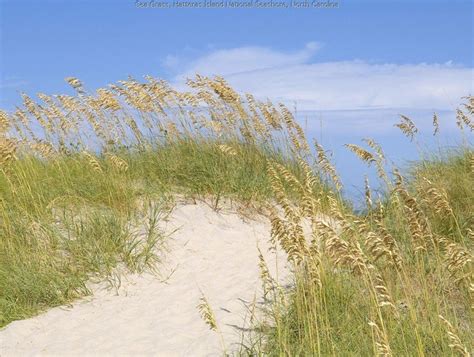 Seagrass Hatteras Island North Carolina