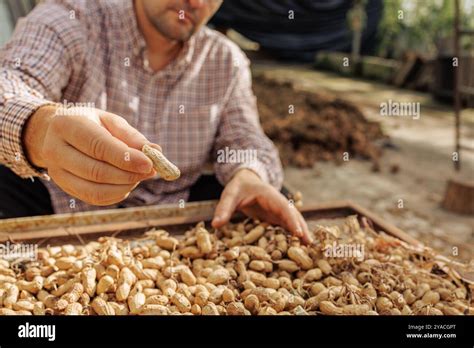 Farmer Harvesting Peanuts Sorting Nut Quality In Peanut Production