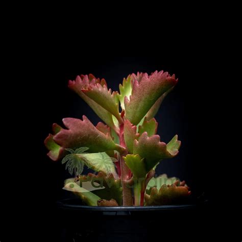 Kalanchoe Sexangularis Pavijardim