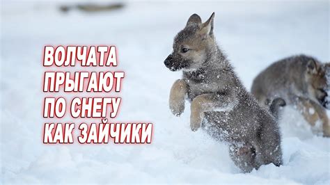 Волчата на свободе прыгают по снегу как зайчики !!! Отпустил волчат с ...