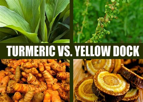 Tumeric Vs Yellowdock Unveiling The Powerful Health Benefits