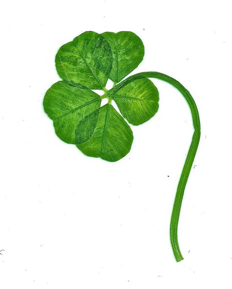 Five Leaf Clover Diva Mixed Media By Julia Jacquez Pixels