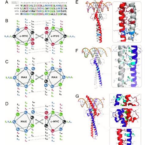 A Sequence Alignment Of The Lz Of Myc Mycl Mycn And Max With