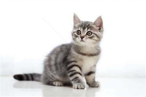 可爱的宠物猫高清图片下载 正版图片600174680 摄图网