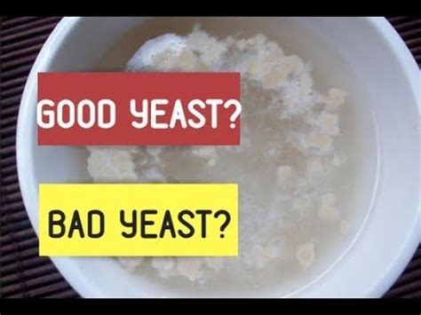 Yeast Types How To Proof Yeast How To Know If Yeast Is Alive