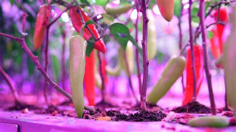 Gardin Agritech On Linkedin Bbc World News Click Agritech And The