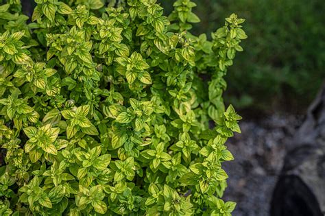 French Oregano Plant Origanum Onites License Image
