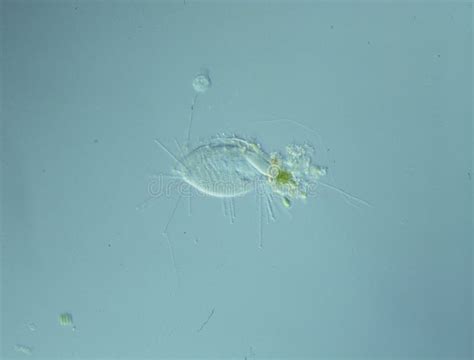 Ciliates In Drops Of Water Stock Image Image Of Macro 194441771