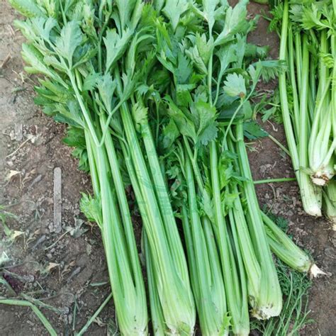 Light Green Compact And Erect Celery