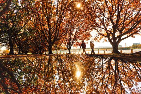 How To Get A Stunning Shot Of The Canberra Autumn Leaves Hercanberra