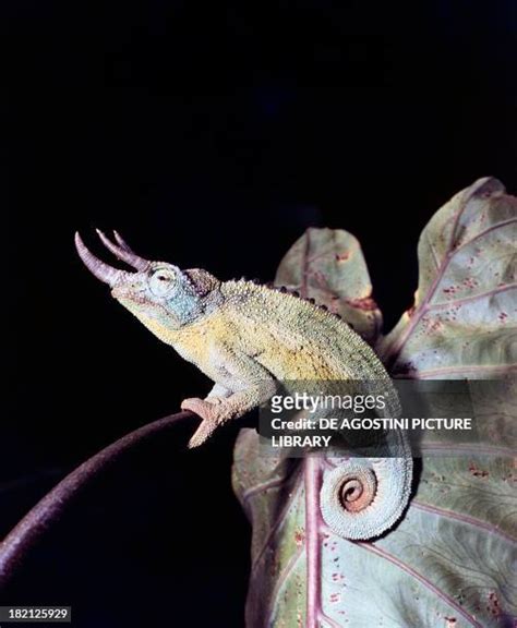 Horned Chameleon Photos And Premium High Res Pictures Getty Images