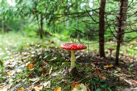 독성 및 환각제 버섯 가을 숲 배경에 잔디에 Agaric 비행 빨간 유독 한 Amanita 무스카리아 곰 팡이 닫기 가을에 대한