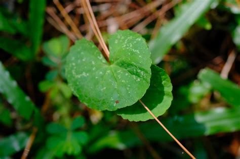 Premium Photo A Leaf That Has The Word Love On It Centella Asiatica Leaf In The Forest