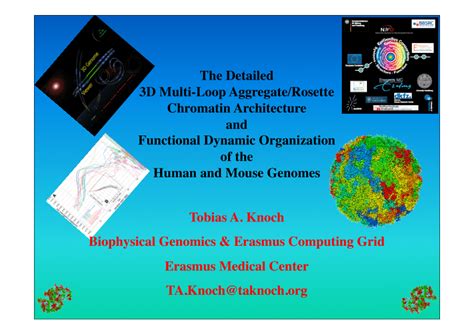 Pdf The Detailed 3d Multi Loop Aggregaterosette Chromatin