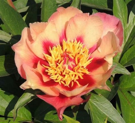Court Jester Orange Intersectional Peony Paeonia Kelways